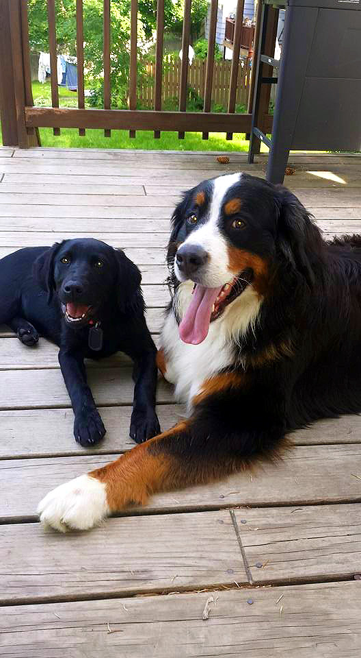 The Grand Children When They Start Out As Dogs, Cats, Pets. - MeInMaine ...