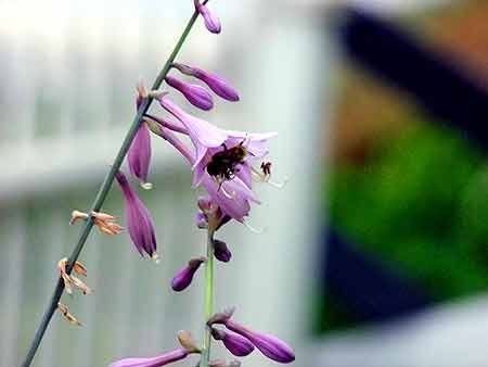 Maine Bees Busy Pollinating Vacationland - MeInMaine Blog