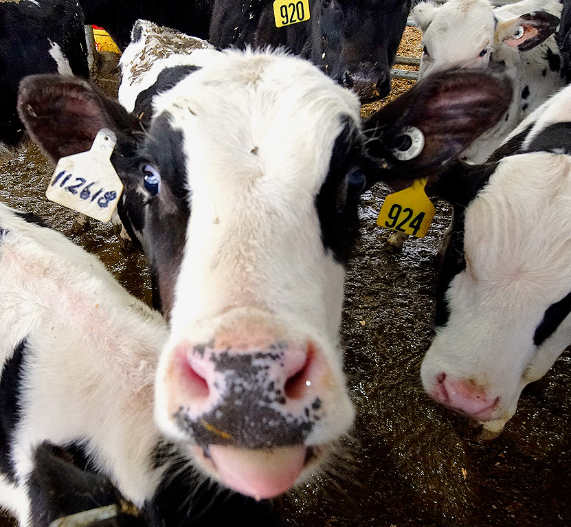 Maine Blog Posts - MeInMaine Blog