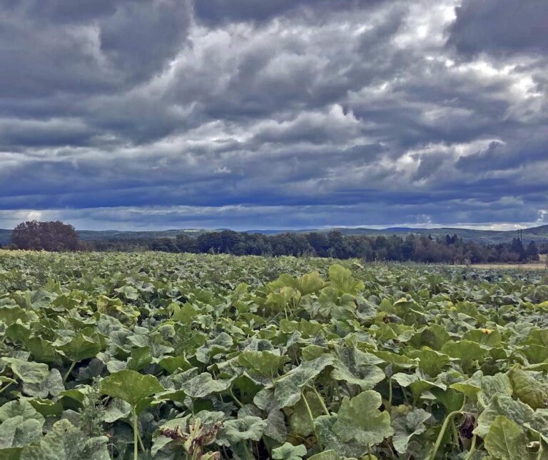 Amish Lifestyle In Maine - MeInMaine Blog