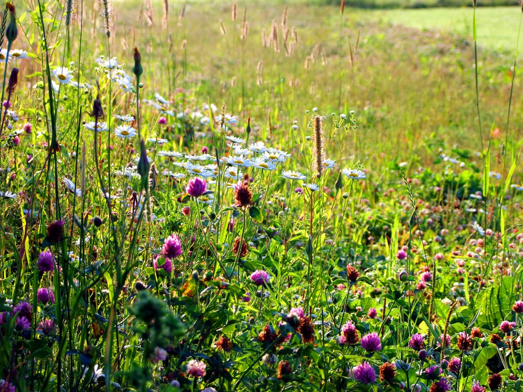 Wild Flowers In Maine They Need No Help MeInMaine Blog wild-flowers-in-maine-they-need-no-help-meinmaine-blog